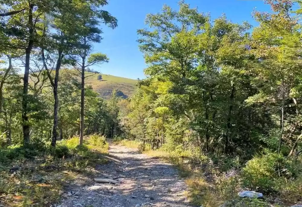 "The Forrest Maready Show"